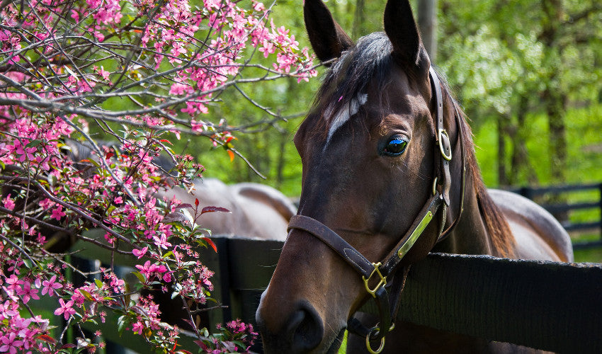 Guiding Your Equine Companion through Spring's Transition: A Seasonal